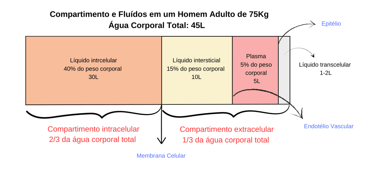 Compartimentos dos Líquidos Corporais e Água Corporal Total